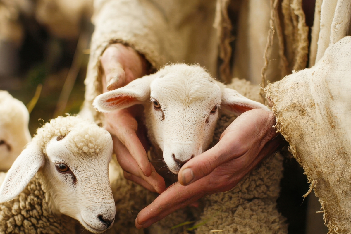 What Is the Purpose of Giving a Peace Offering at Passover?