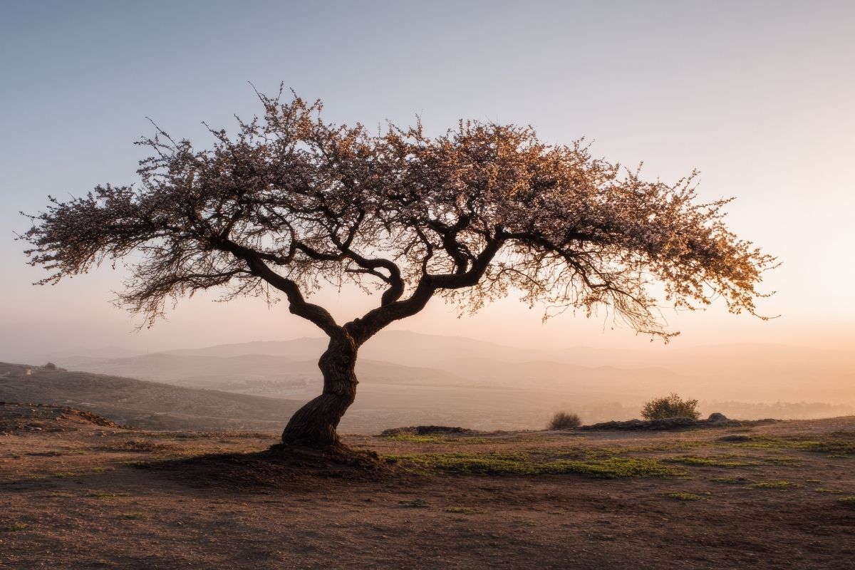 Tu BiShvat | The Jewish New Year For Trees and The Promise of Restoration